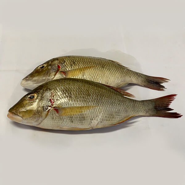 Ikan Katambak Dalchaebi